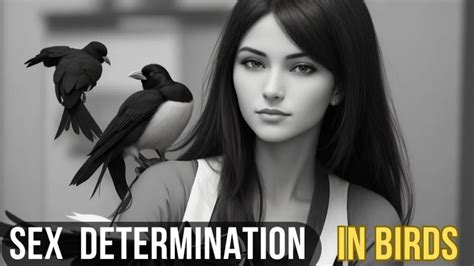 Sex Determination In Birds Nikolays Genetics Lessons