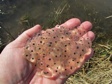 무료 이미지 손 못 수륙 양용 비행기 물고기 젤리 라나 송어 올챙이 해양 생물학 개구리 피조물 4608x3456 741116 무료 이미지