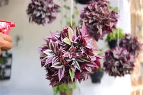 키우기 쉬운 얼룩자주달개비제브리나 행잉플랜트 행잉식물 연출하는 방법 플랜테리어 꾸미기 네이버 블로그