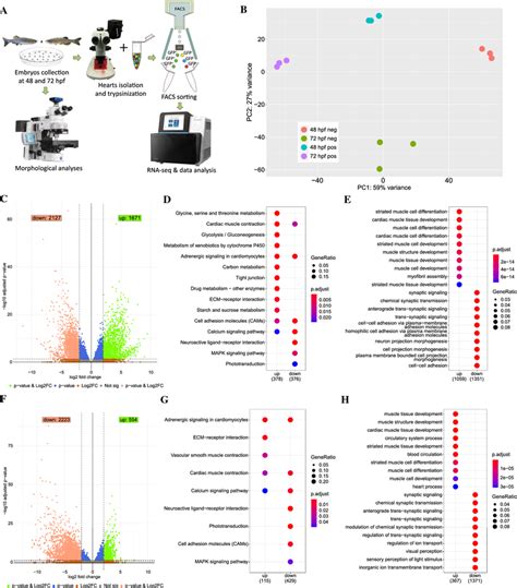 Transcriptome Profiling Of The Gfp Cells Isolated From Sqet31eta Download Scientific Diagram