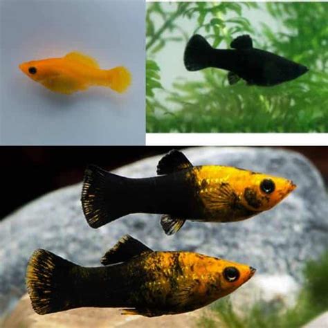 Assorted Mini Molly Brisbane Discus And Aquariums