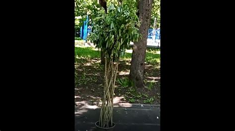 Марафон "Дачный уголок" Плетеное дерево из ивы - YouTube