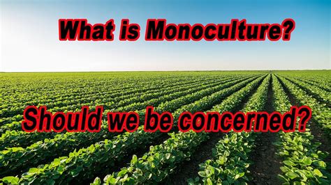 What Does The Term Monoculture Mean And Why Should It Concern Us By