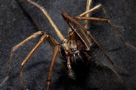 Close Up Of A Large Scary House Spider With Hairy Legs And Fangs Stock