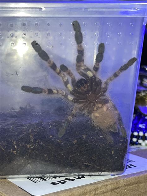 Sex On This P Regalis R Tarantulas