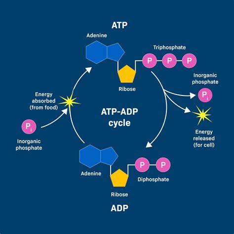 Adenosine Triphosphate Hydrolysis
