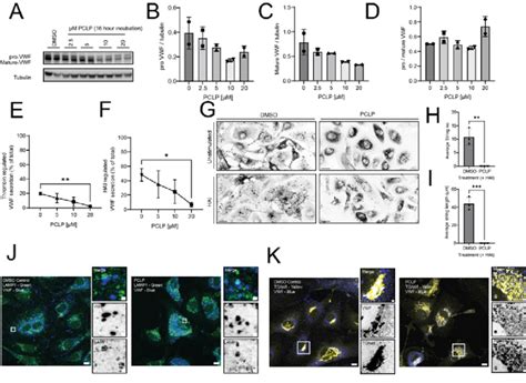 Figure S3 Huvec Exposed To Pclp For 16 Hours Exhibit A Vwf Trafficking Download Scientific