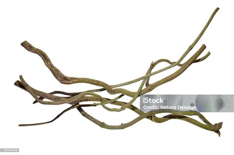 나무 뿌리 나선형 트위스트 정글 나무 가지 흰색 배경에 고립 된 포도 나무 리아나 식물 자연 프레임 정글 테두리 꽃 Desaign 클리핑 경로가 포함되어 있습니다 Hd
