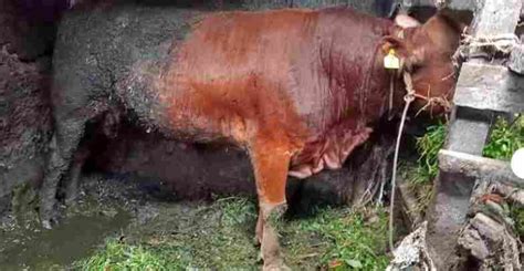 Tips Memilih Sapi Untuk Kurban Begini Cara Hitung Berat Badan