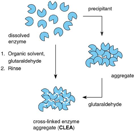 Figure 1 From Cross Linked Enzyme Aggregates Clea In Enzyme Improvement A Review Semantic