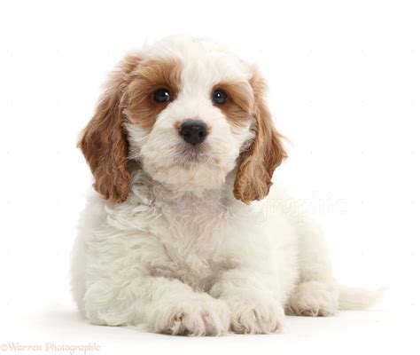 Dog Red And White Cockapoo Puppy Photo Wp42961