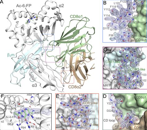 Electron Density Maps Of The Ligand Ac 6 Fp And Important Interfaces In