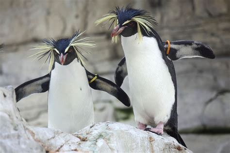 Penguin Rockhopper Leanbh Fi Rockhopper Penguin Gallery Falklands