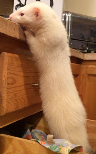 Snow Ferret