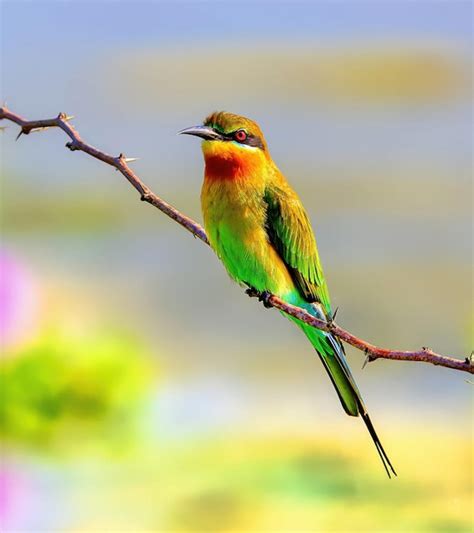 Images De Oiseaux Naturels Téléchargement Gratuit Sur Freepik