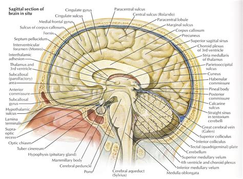 Cross Section Of The Brain Labeled Anatomy Of Inner Brain Human