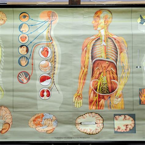 Nervous System Map Etsy