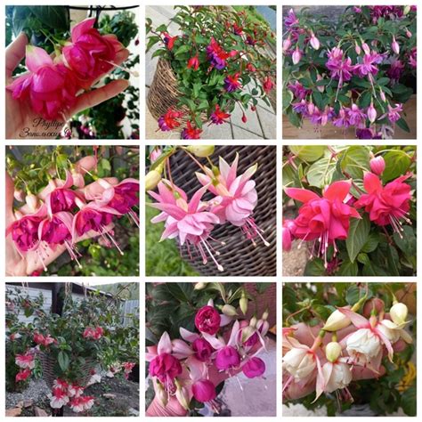 Укорененные черенки фуксий цена 200р Отправка почтой из Челябинской