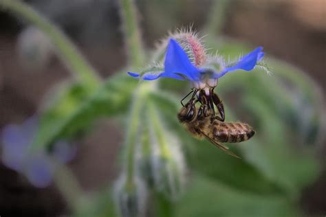 honeybee blue flower pollination free photo on pixabay pixabay