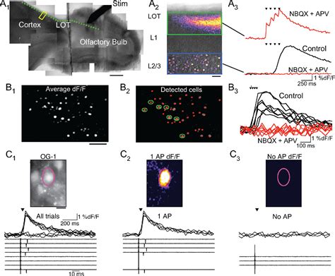 Figure 1 From Pyramidal Cells In Piriform Cortex Receive Convergent Input From Distinct