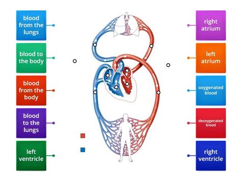 Double Circulation Labelled Diagram