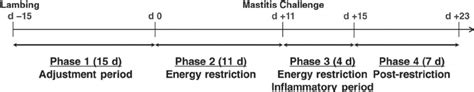 Experiment Timeline Download Scientific Diagram