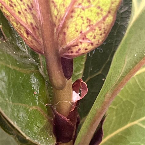 Spider Mites On My Fiddle Leaf Fig