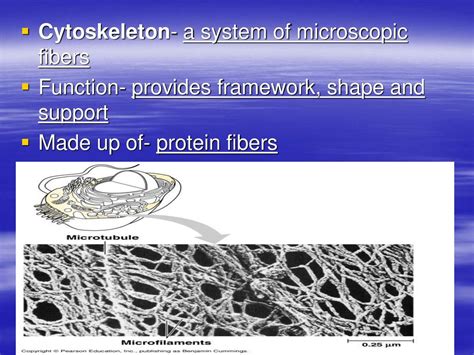 Cell Structure Ppt Download