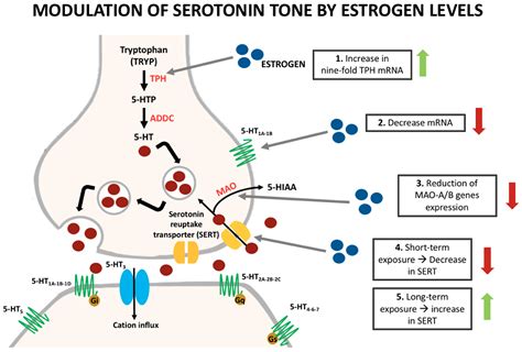 Serotonin Synthesis