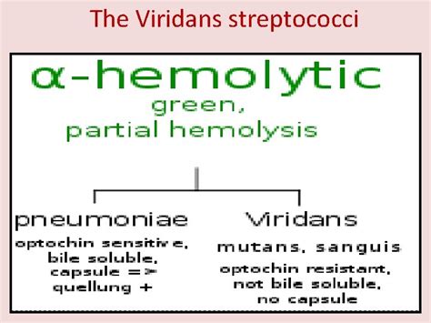 The Viridans Streptococci Streptococcus Pneumoniae Pneumococcus Streptococcus Pneumoniae