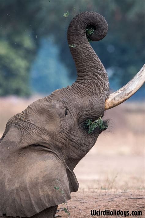 World Elephant Day August 12 Weird Holidays