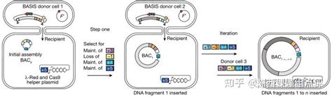 Nature【回顾】 大肠杆菌基因组片段连续合成及百万级别的人类dna组装 知乎
