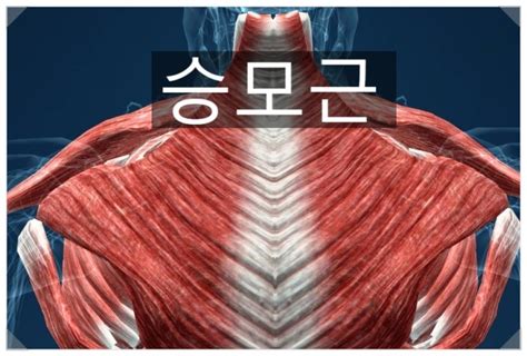 승모근 뭉침 결림 통증 운동 스트레칭 네이버 블로그