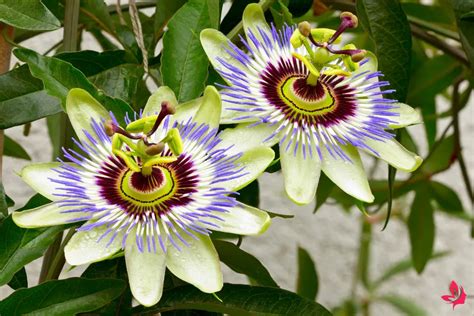 Benefits Of Smoking Passion Flower