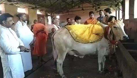 Watch Gopashtami Festival Celebrated In Odishas Puri Know Its