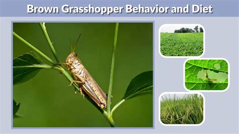 Brown Grasshopper Identification Meaning And Facts
