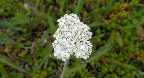 The Prescribed Gaussian Curvature Problem Instituto Andaluz De