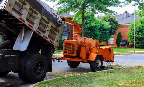 Tree Lopping Meaning How To Define Tree Lopping
