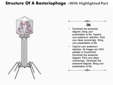 0814 Structure Of A Bacteriophage Medical Images For Powerpoint PowerPoint Presentation