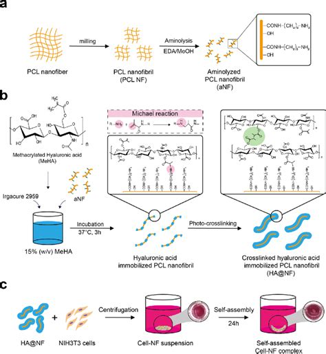 Schematic Representation Of Ha Immobilized Pcl Nanofibril Fabrication Download Scientific