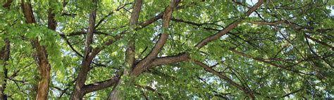 Oak Decline Trees Winnipeg