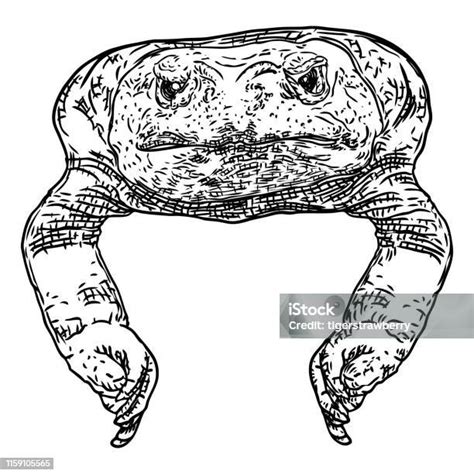 개구리 라인 그림입니다 아누란 또는 독 두드두드리지 손 그리기 흑백 그려진 마술 부두 마법 속성 할로윈에 대한 그림 벡터 개구리에 대한 스톡 벡터 아트 및 기타 이미지