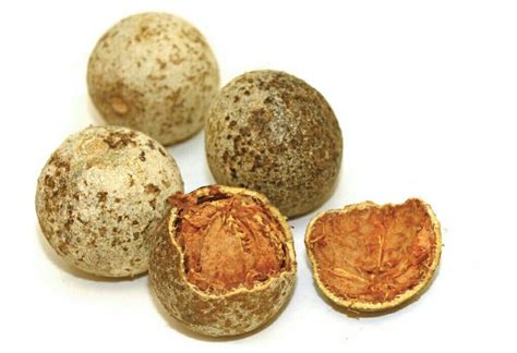 تفاح الخشبwood Appel هذي الفاكهة توجد في الهند وسيلان👍، وهي نوعان