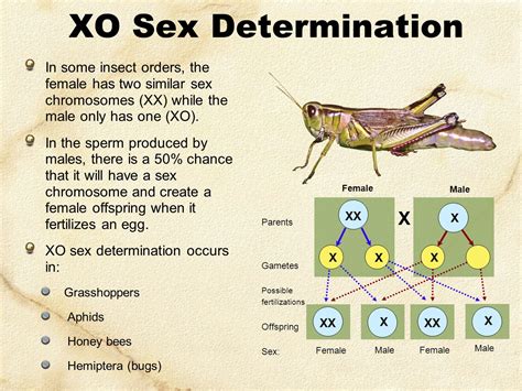 Let S Talk About Sex And A Bit Of Genetics Steemit