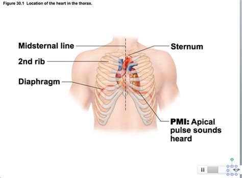 Cardiovascular Histology Flashcards Quizlet