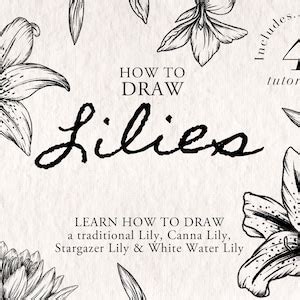 How To Draw Lilies Step By Step Easy Drawing Tutorials For Different Lily Variations