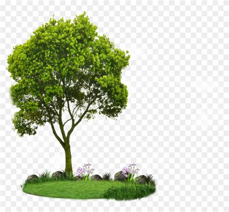 Tree Png Hd