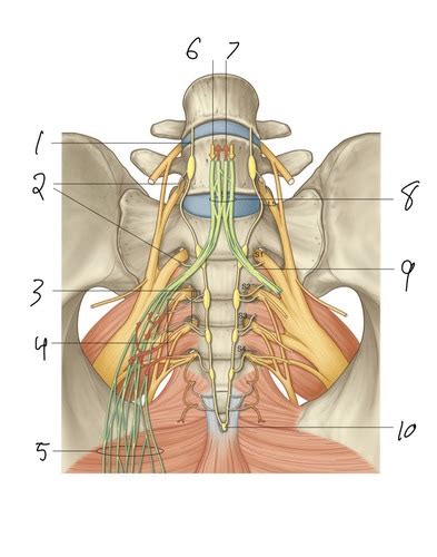Pelvic Extensions Of Prevertebral Plexus Flashcards Quizlet