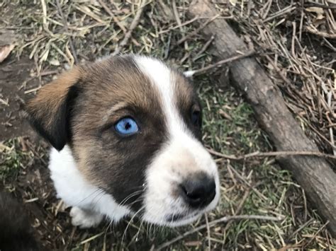 Эстетика щенка с гетерохромией Пикабу