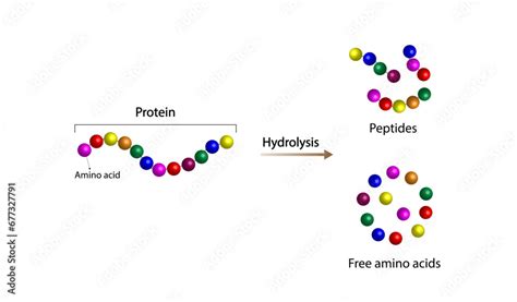 Protein Digestion Hydrolysis Proteases Enzymes Are Digesting And